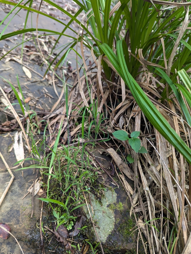 Dimeria ornithopoda in July 2024 by lecanorchis · iNaturalist