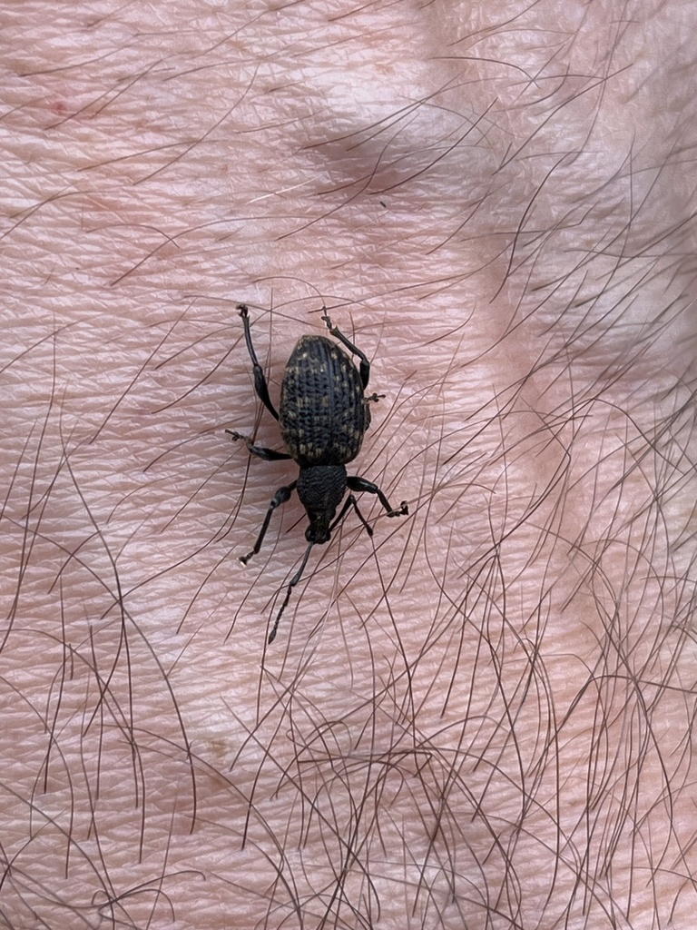 Black Vine Weevil from Horsell Ward, Woking, England, GB on July 15 ...