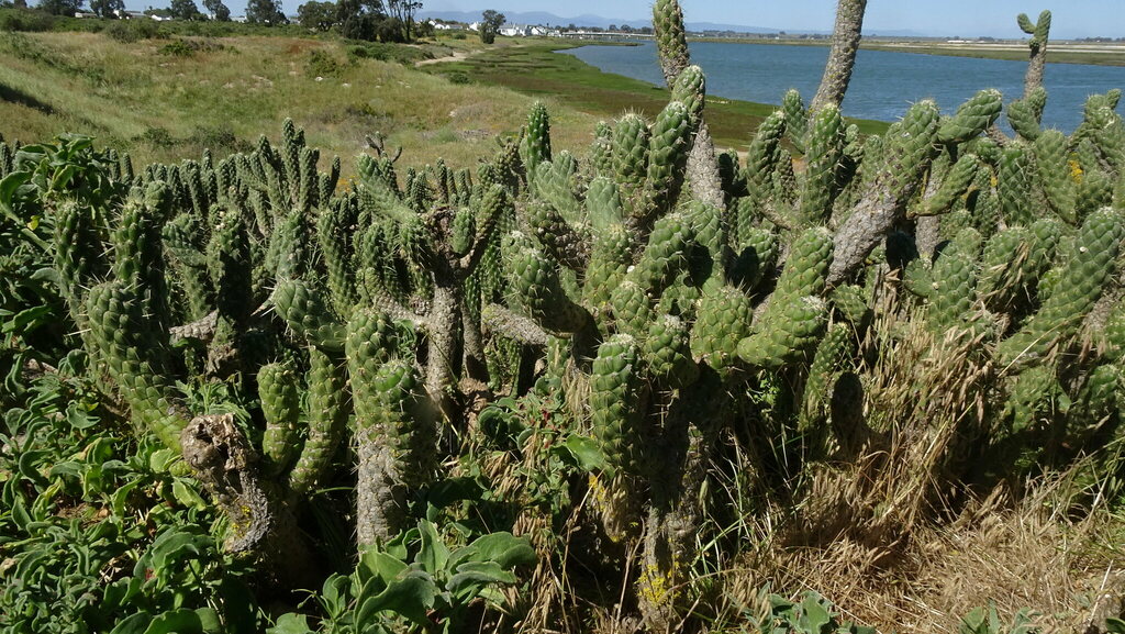 Cane Cactus from Velddrif, 7365, South Africa on September 30, 2021 at ...