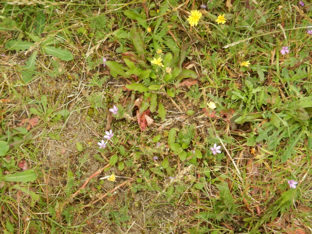 Redstem Stork's-bill from Waterloo, UK on July 14, 2024 at 11:49 AM by ...