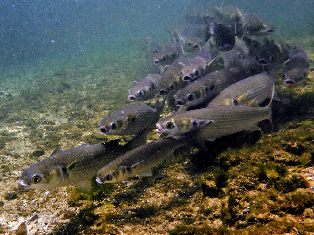 Sea Mullet (Mugil cephalus) - Marine Life Identification