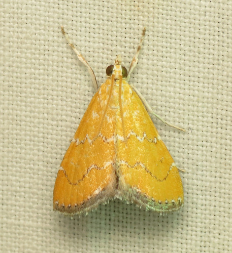 Genus Xanthophysa · iNaturalist