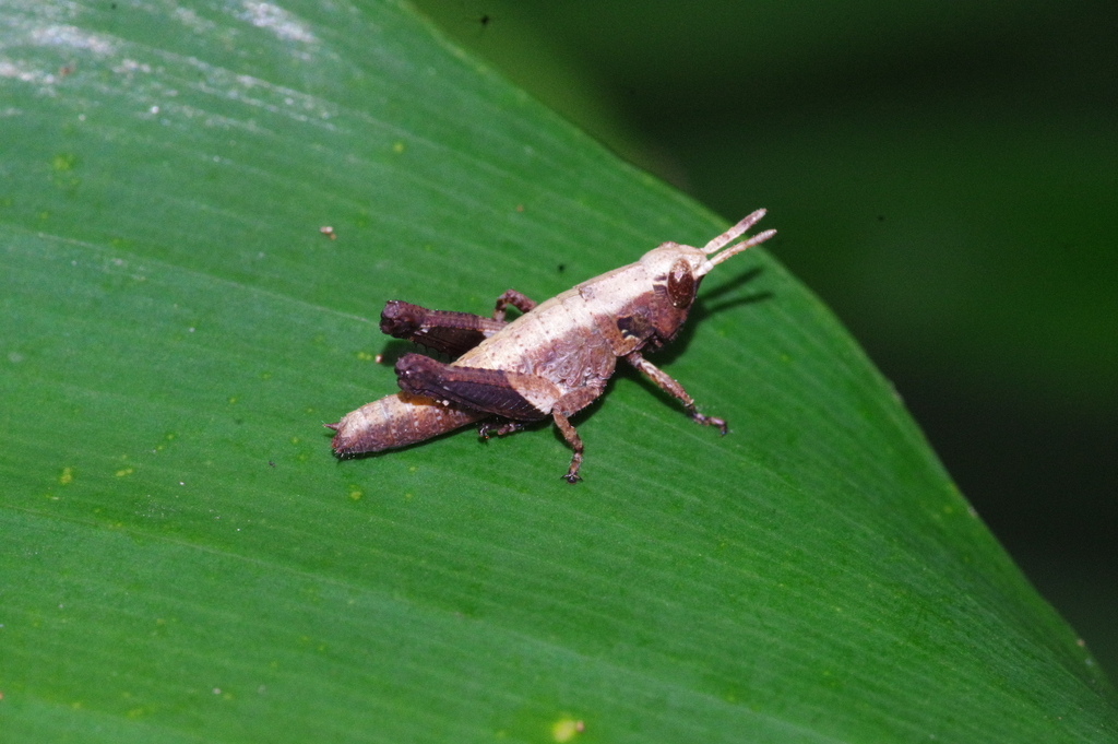 Traulia ornata okinawaensis in July 2024 by Takaaki Hattori · iNaturalist
