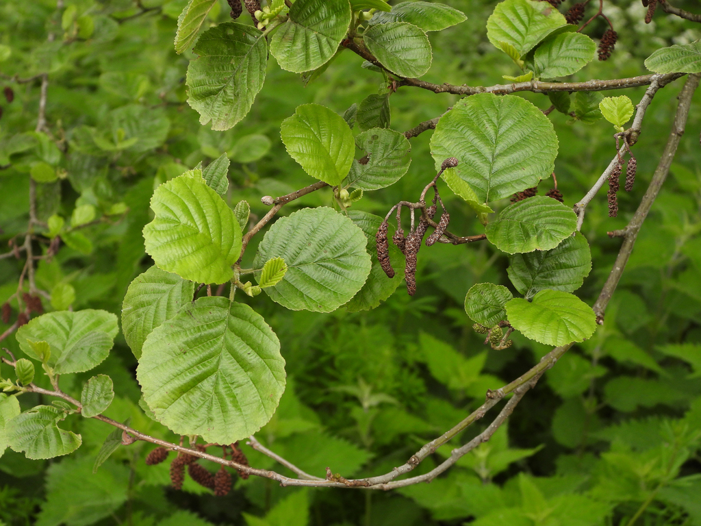 common alder (Alnus glutinosa) - Botanical Realm