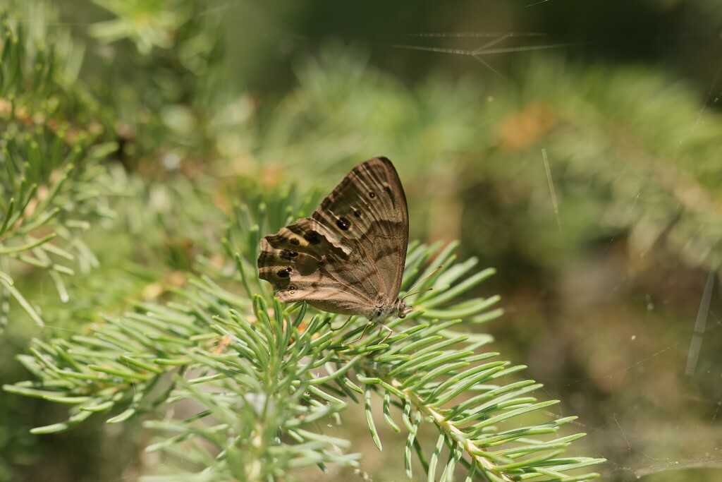 Common Wood-Nymph from Heritage Ranch Red Deer Alberta Canada on July ...