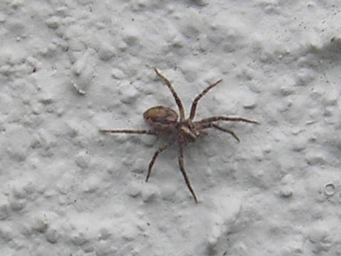 European Nursery Web spider from Greatwood, Co. Kilkenny, Ireland on ...