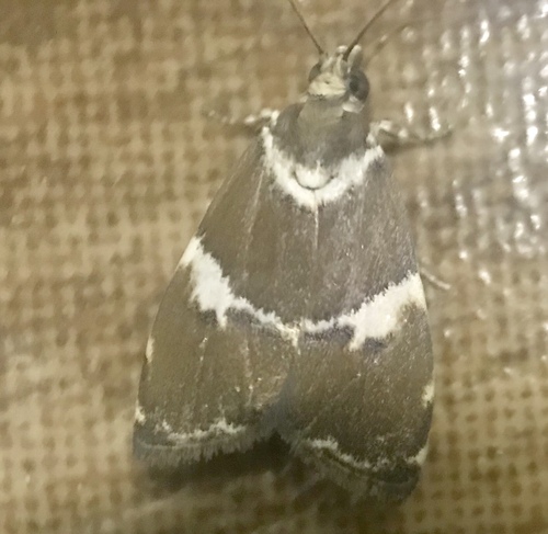 Imma aulonias · iNaturalist