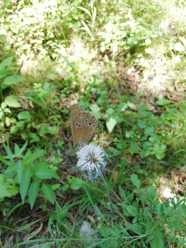 Ringlet from 32036 Sedico, Province of Belluno, Italy on July 15, 2024 ...