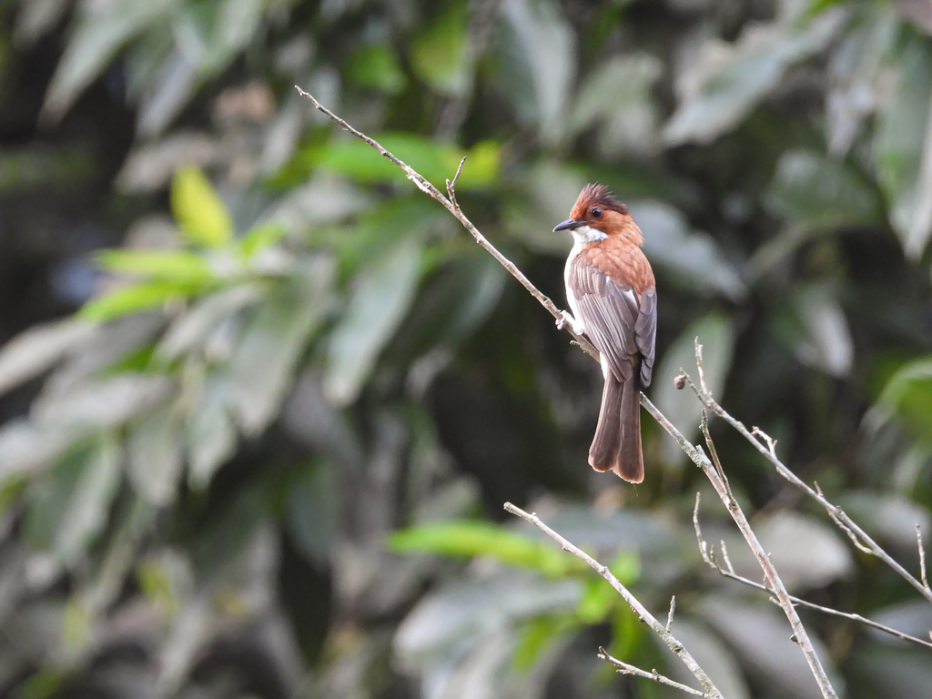 Chestnut Bulbul from 中国广西壮族自治区贵港市桂平市 on July 15, 2024 at 07:10 AM by 鵯友 ...