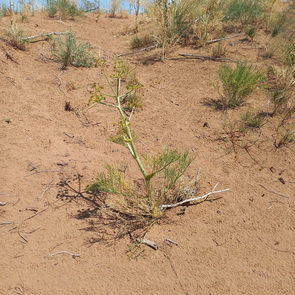 Ferula from Жамбылский район, Казахстан on June 09, 2024 at 12:46 PM by ...
