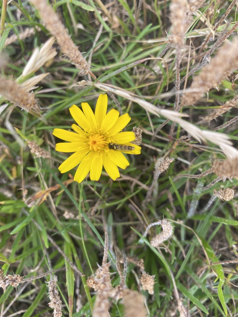 Common Globetail from Biggar Bank, Barrow-In-Furness, England, GB on ...