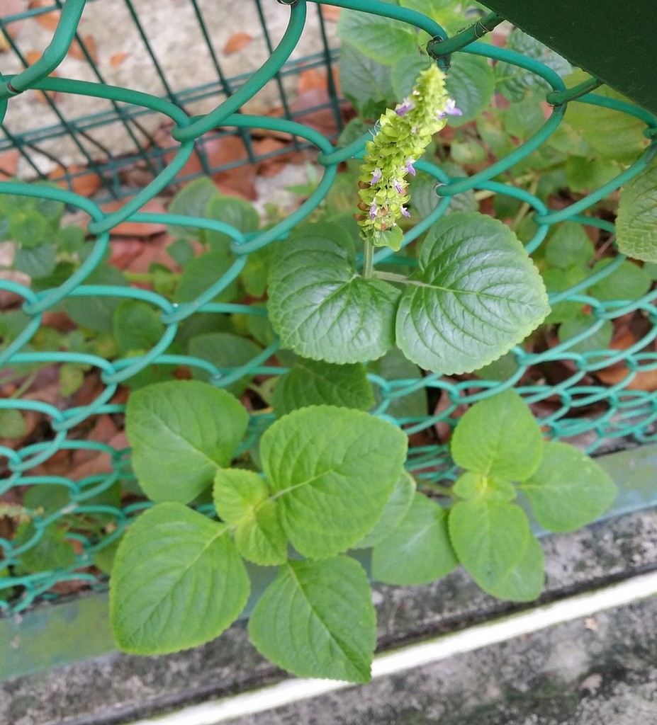 Monkey's Potato (Coleus monostachyus) - Botanical Realm