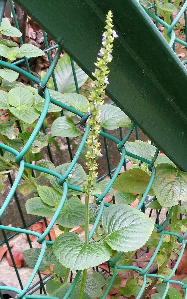 Monkey's Potato (Coleus monostachyus) - Botanical Realm