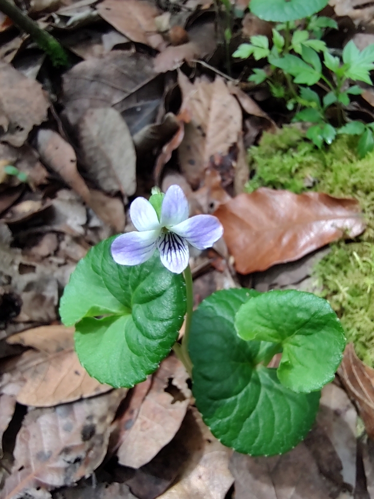 Central American violets from 29216 Chis., México on July 14, 2024 at ...