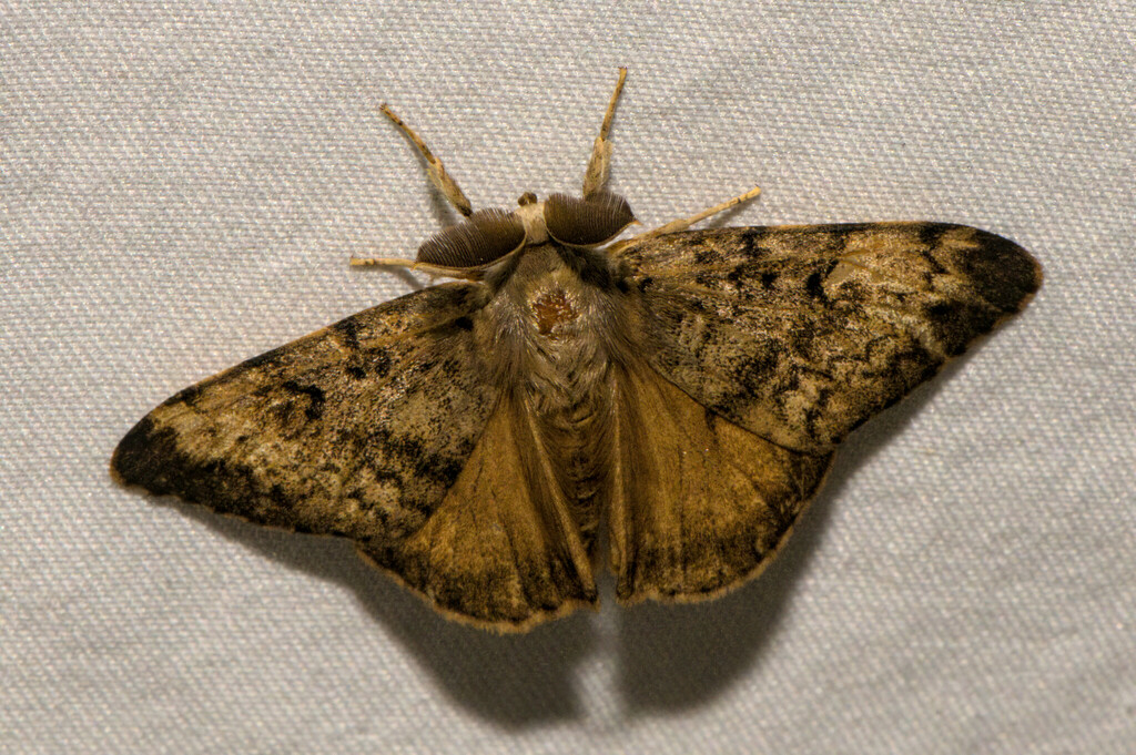 Spongy Moth from Ann Arbor, MI on July 14, 2024 at 10:50 PM by Zach ...
