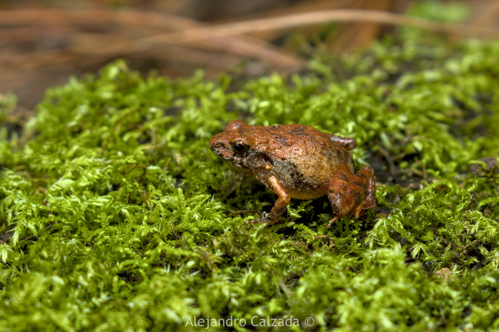Craugastor cueyatl from Amanalco, State of Mexico, Mexico on July 14 ...