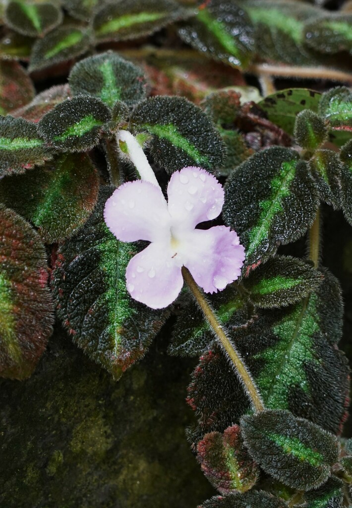 Episcia lilacina from Arenal Observatory Lodge & Trails, 7Km Sureste ...