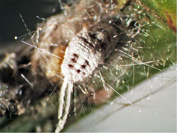 Ferrisia Virgata Life Cycle