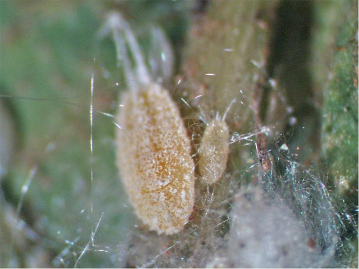 Ferrisia Virgata Life Cycle