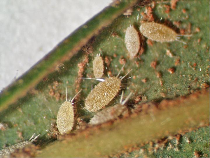Ferrisia Virgata Life Cycle