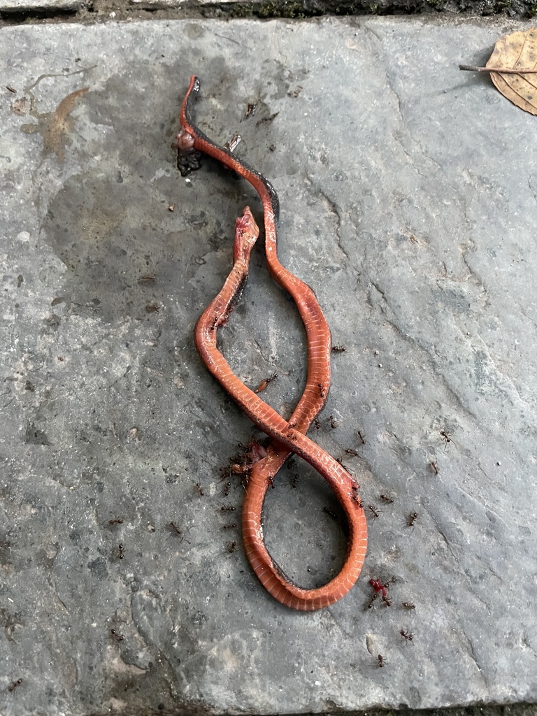 Yunnan Reed Snake in July 2024 by Ben · iNaturalist