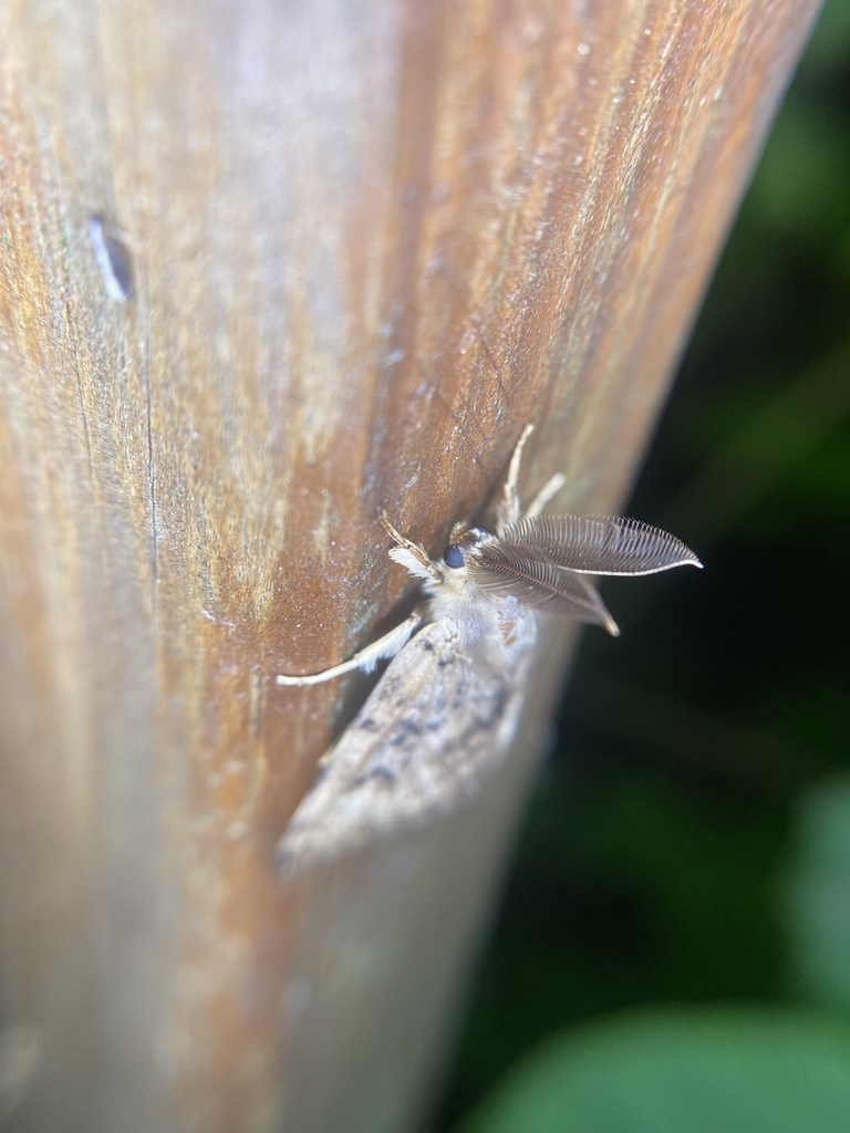 Spongy Moth from Brooklyn Mountain Rd, Hopatcong, NJ, US on July 14 ...