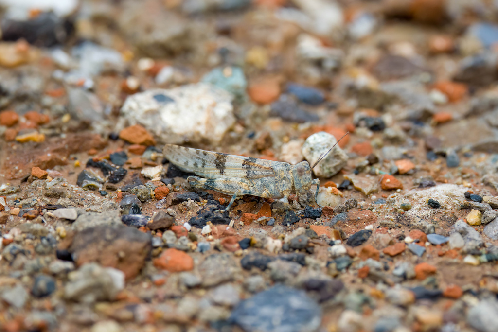Sphingonotus mongolicus from 怀长路, 北京市, CN on July 14, 2024 at 10:33 AM ...
