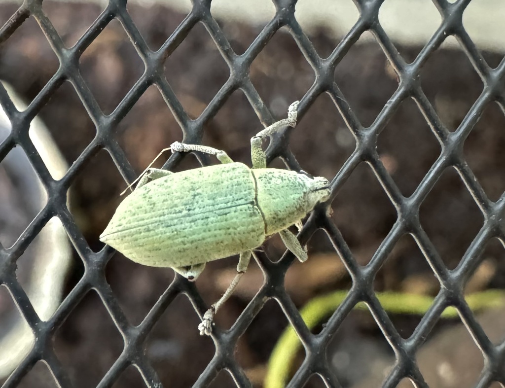 Northern Citrus Root Weevil in July 2024 by lilorvis · iNaturalist