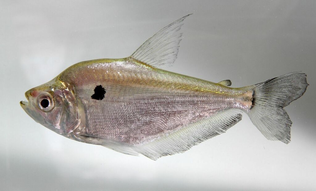 Characids (Characidae) - Marine Life Identification