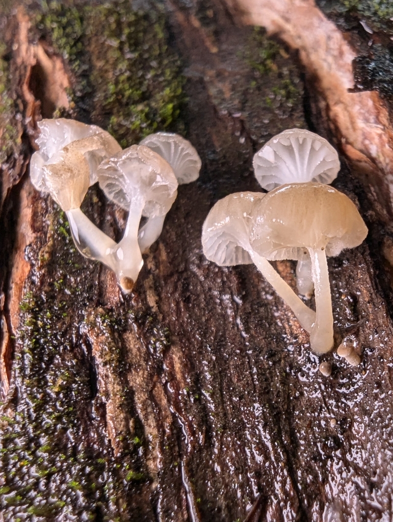 Austral Dripping Bonnet in July 2024 by jeremyhegge · iNaturalist