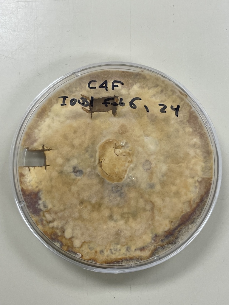 chaga from Lakehead University - Thunder Bay Campus, Thunder Bay, ON ...