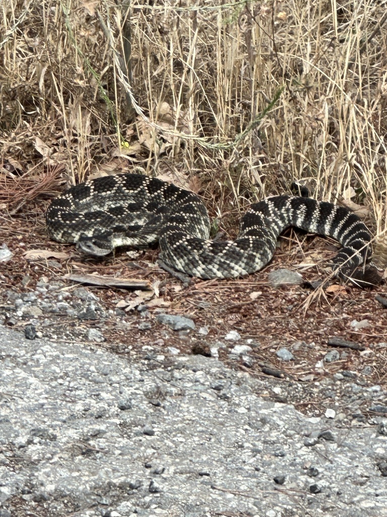 Southern Pacific Rattlesnake from Griffith Park, Los Angeles, CA, US on ...