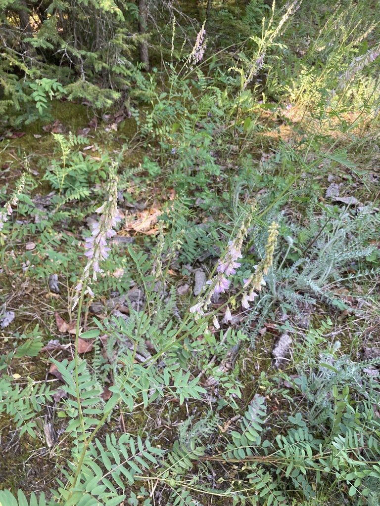 Alpine Sweet-vetch from Southwest Calgary, Calgary, AB, Canada on July ...