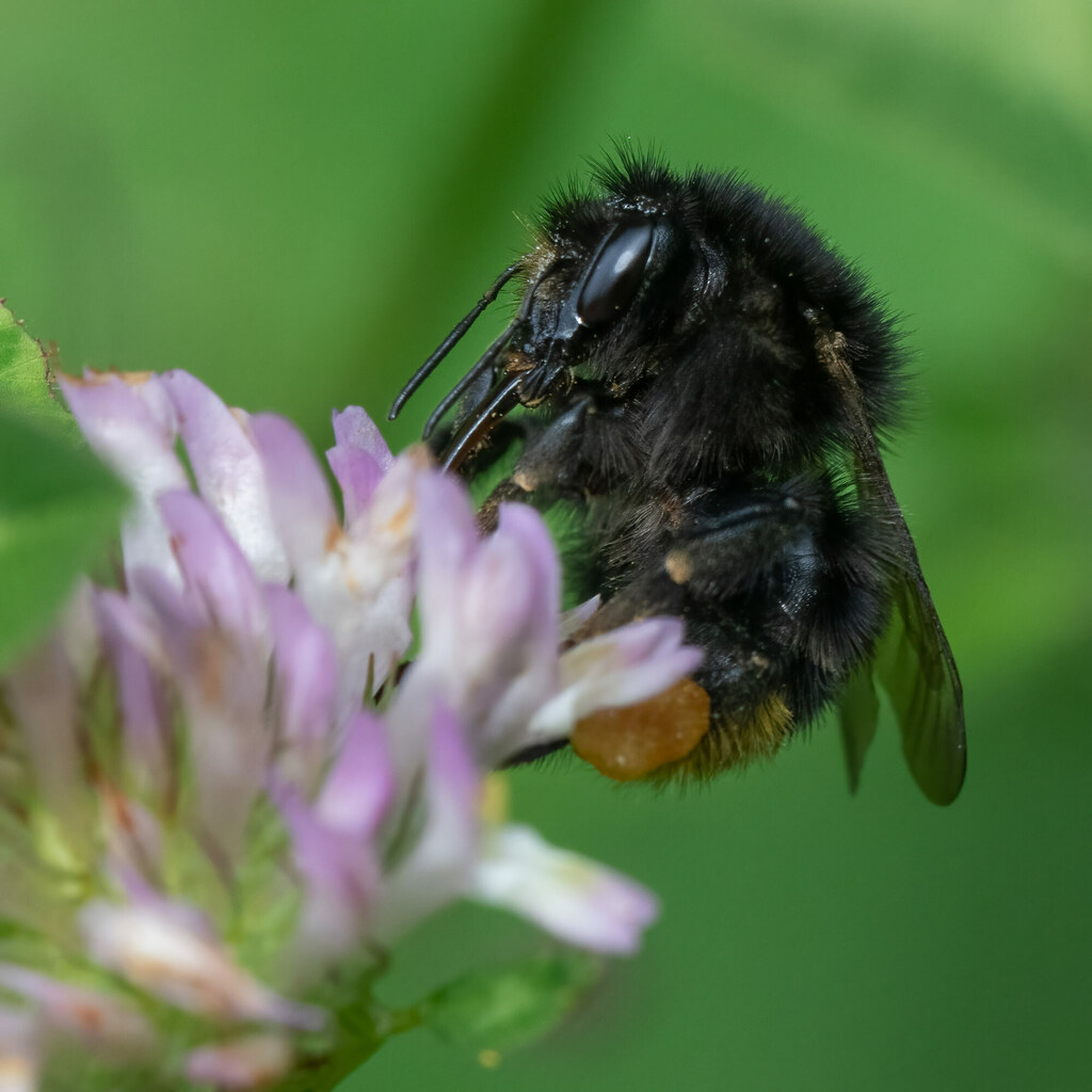 Brown-banded Carder-Bumble bee from Crni Dabar, Croatia on July 7, 2024 ...