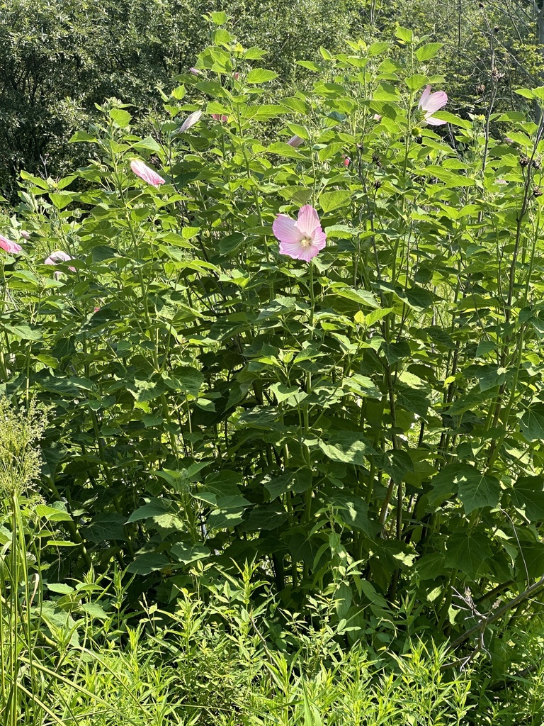 swamp rose mallow from Springville Marsh Boardwalk Trail, Carey, OH, US ...