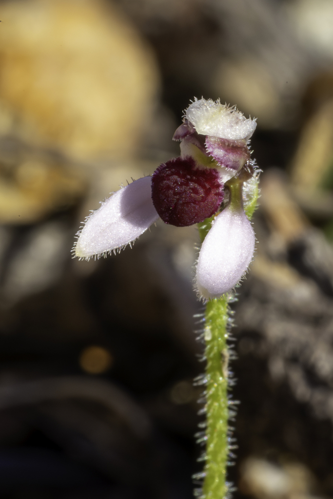 Eriochilus scaber scaber in July 2024 by Clarissa Human · iNaturalist