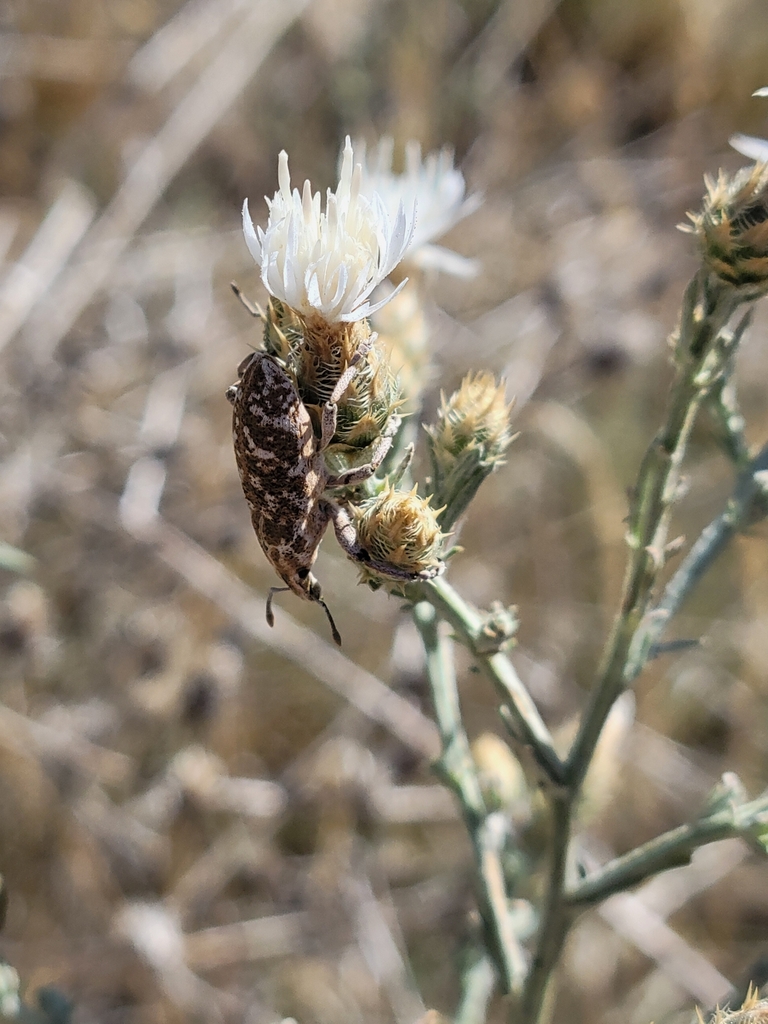 Knapweed Root Wevil from Briargate, Colorado Springs, CO, USA on July ...