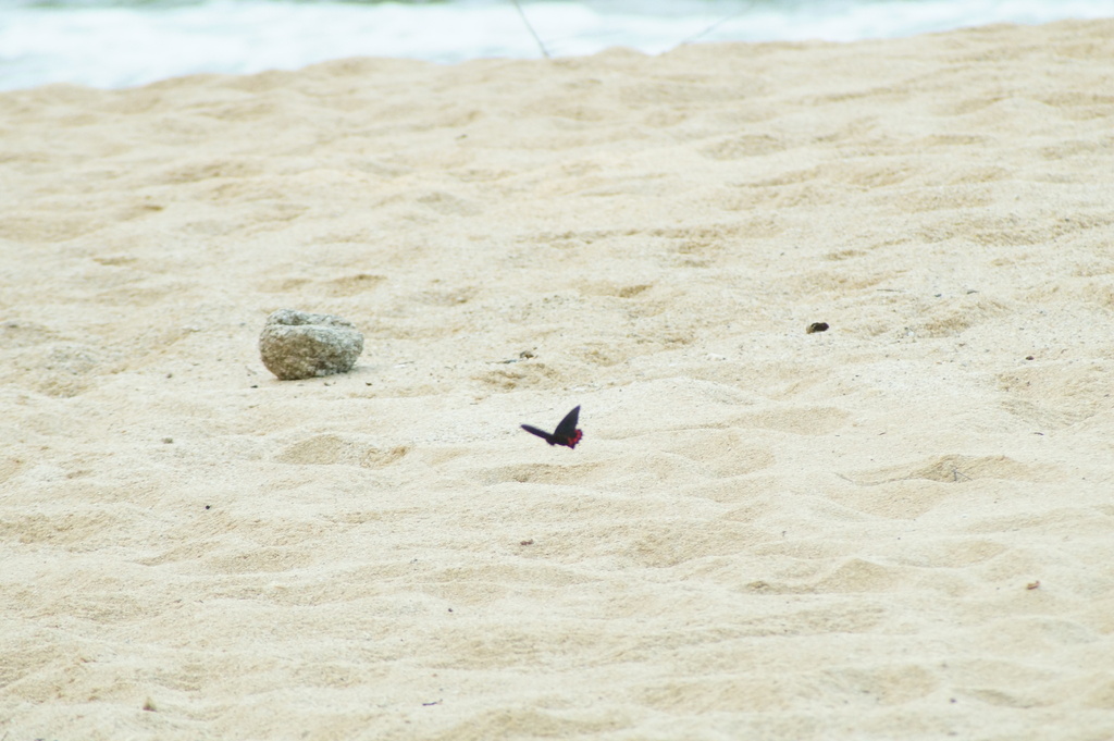 Variable Cattleheart from Huatulco, MX-OA, MX on July 14, 2024 at 08:15 ...