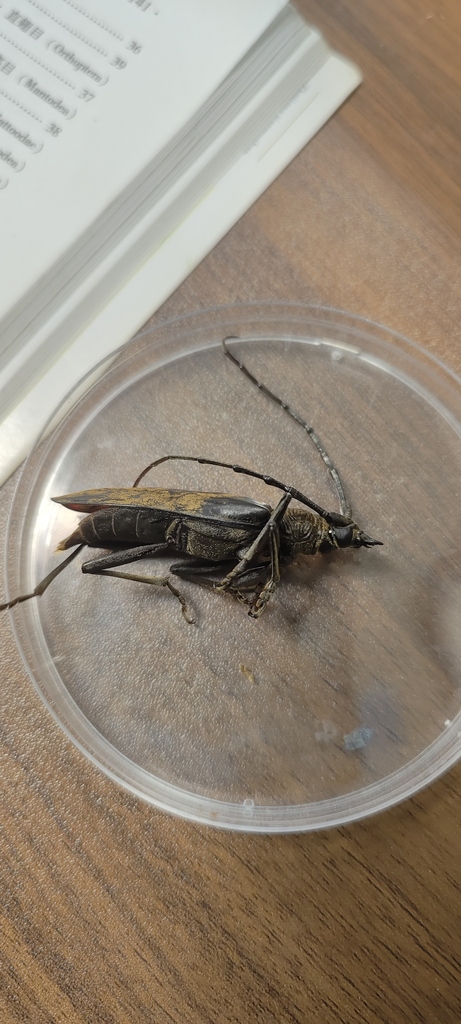 Neocerambyx raddei from Hangzhou, Zhejiang, China on July 13, 2024 at ...