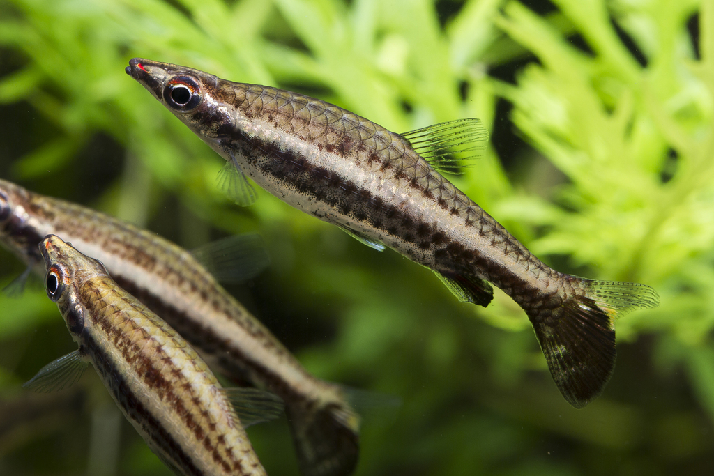 Characins (Characiformes) - Marine Life Identification