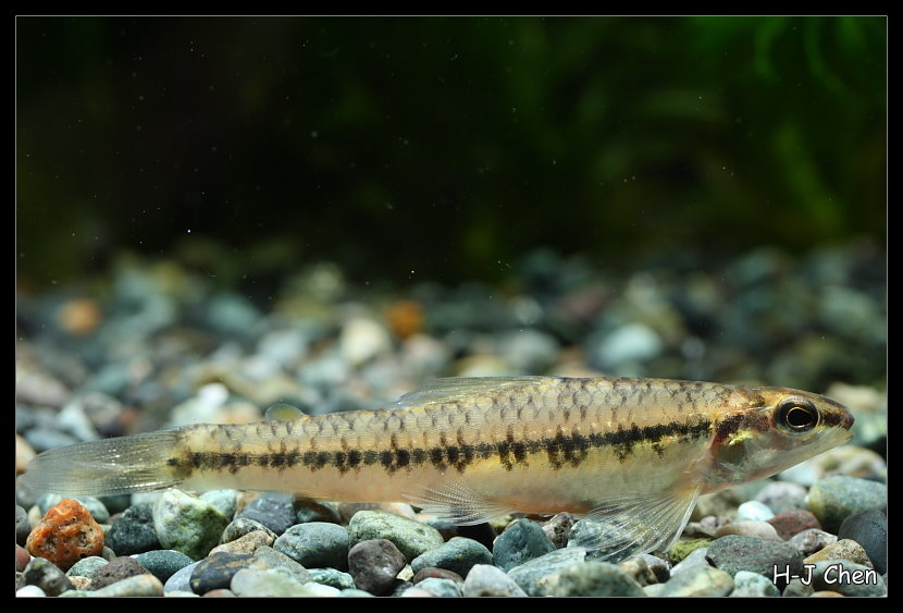 Characins (Characiformes) - Marine Life Identification