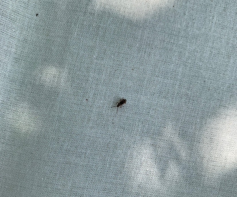 Peach Root Weevil from Miller Park Zoo on July 15, 2024 at 11:39 AM by ...