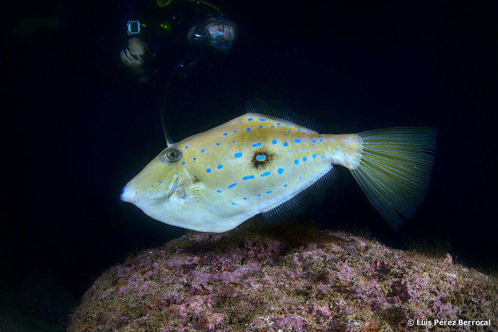 Dotterel Filefish (Marine life of the Rio Grande Valley) · iNaturalist