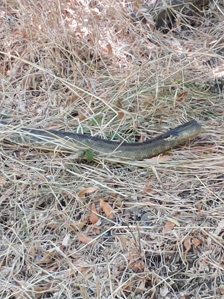 Northern Pacific Rattlesnake from Sonoma County, US-CA, US on July 14 ...