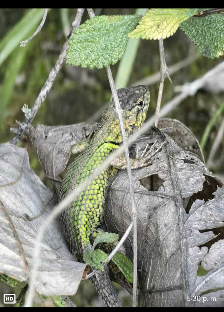 Mexican Emerald Spiny Lizard from Maltrata, Ver., México on July 6 ...
