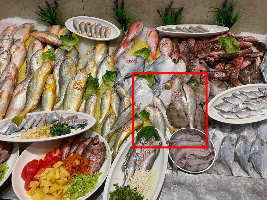 Japanese Grenadier Anchovy in October 2021 by Alex Pintsen JIN ...