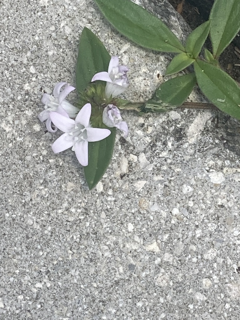 largeflower Mexican clover from Greentree Trail, Wellington, FL, US on ...