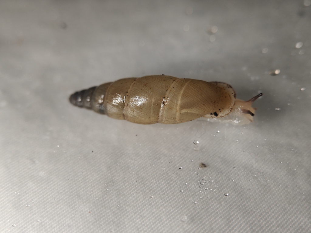 Synprosphyma basilissa from 四川省阿坝藏族羌族自治州汶川县水磨镇佘家杠邓生沟 on July 13, 2024 ...