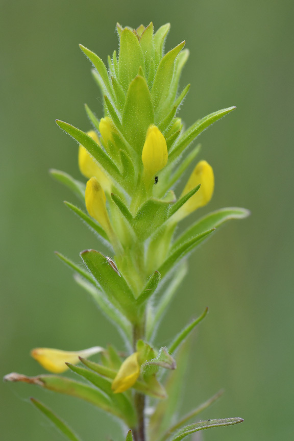 yellow owl's-clover from McKenzie County, ND, USA on July 6, 2024 at 01 ...