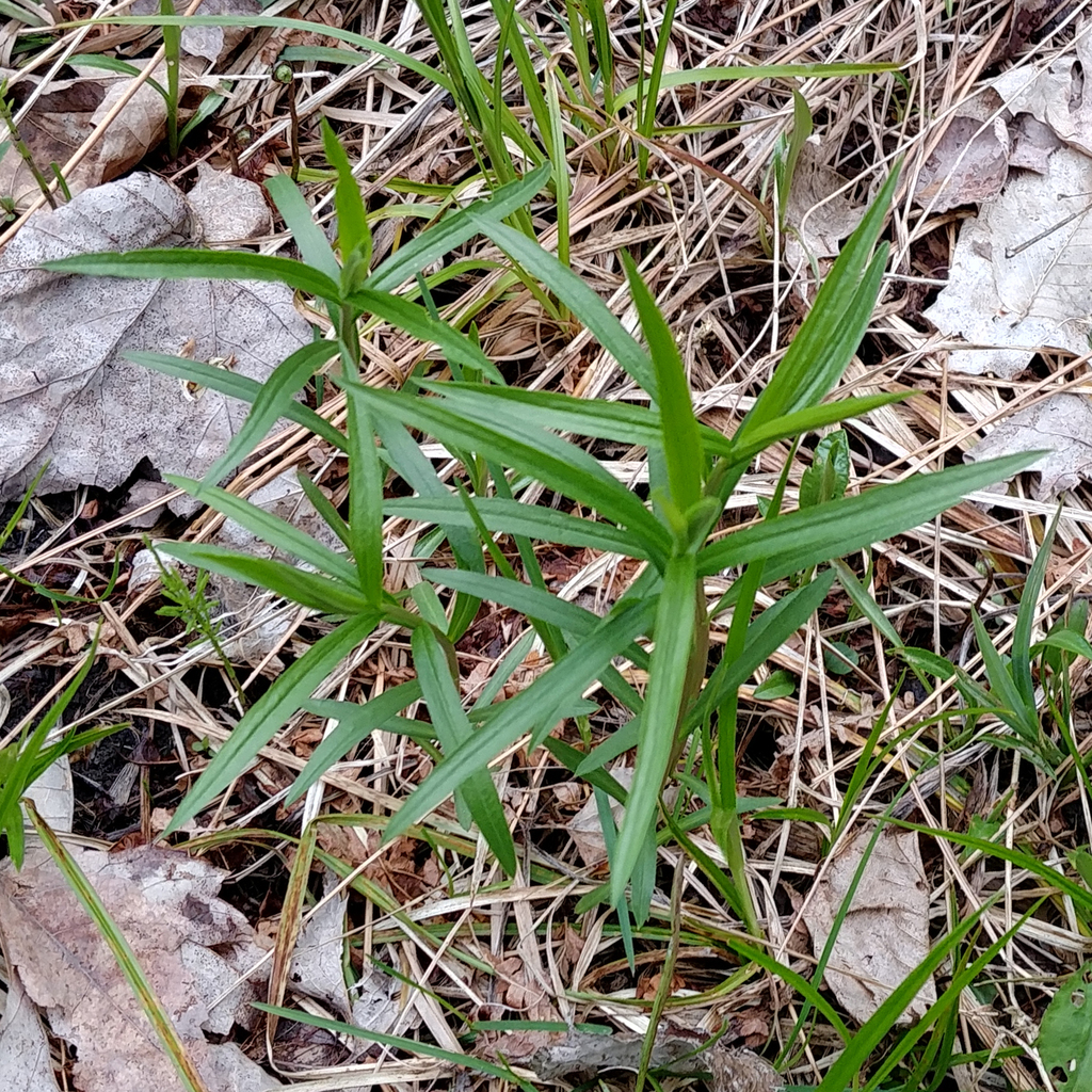 flat-topped goldenrod from Baltimore Woods Nature Center, Onondaga ...